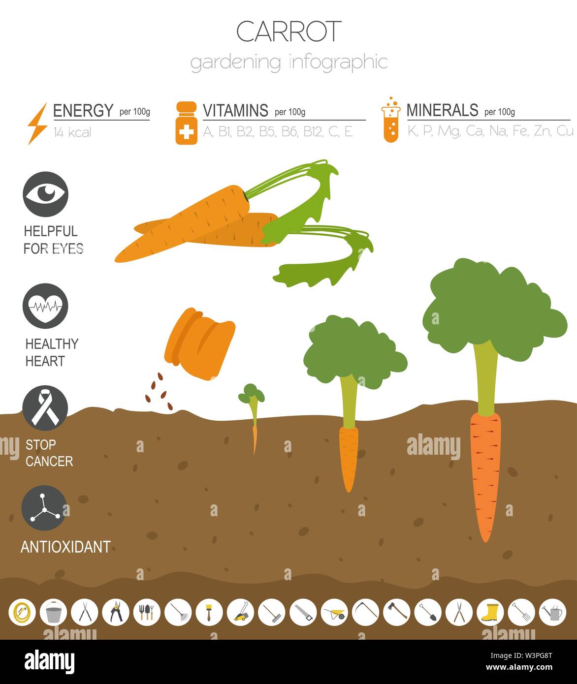 Carrot beneficial features graphic template. Gardening, farming ...