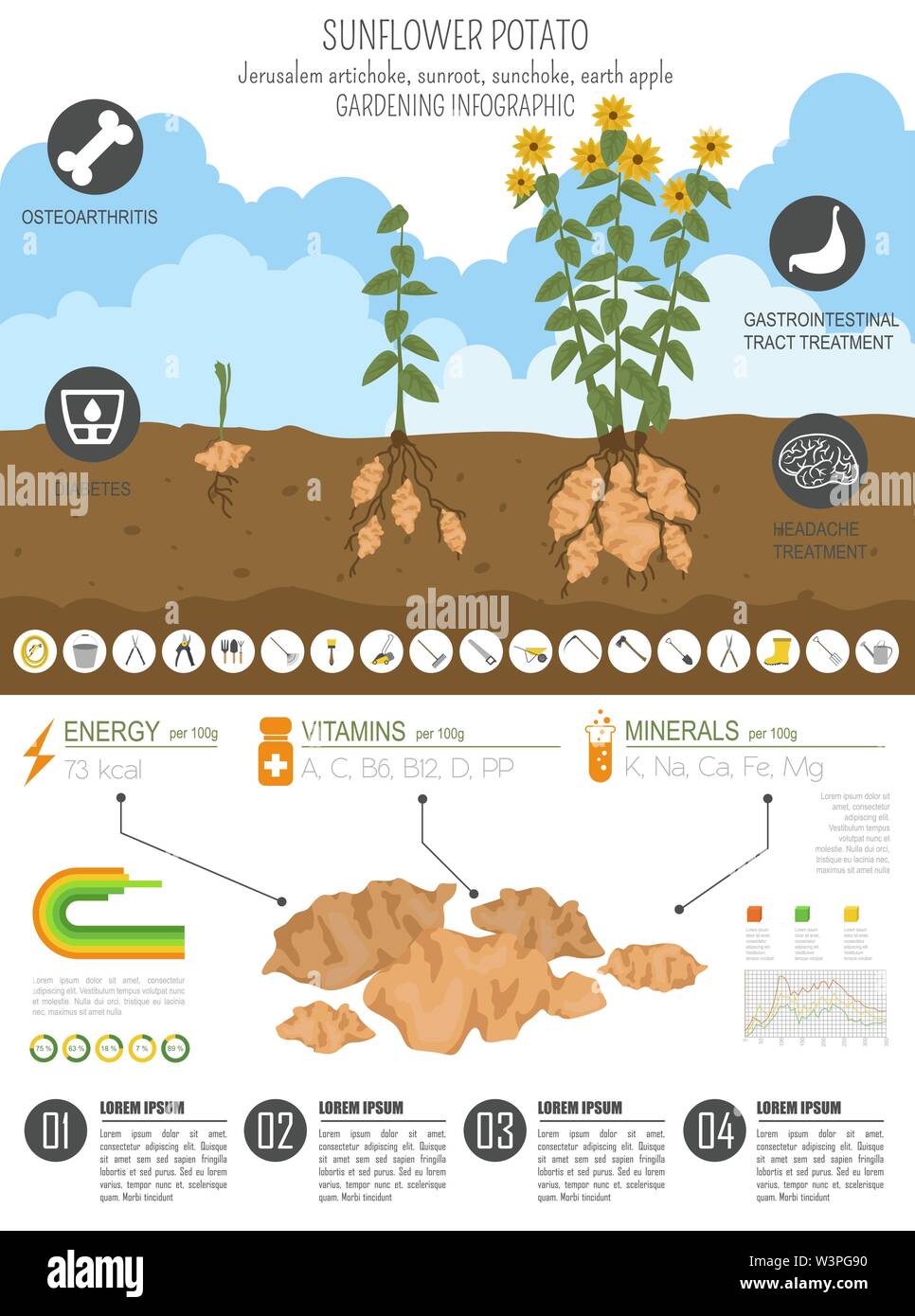 Sunflower potato beneficial features graphic template. Gardening ...