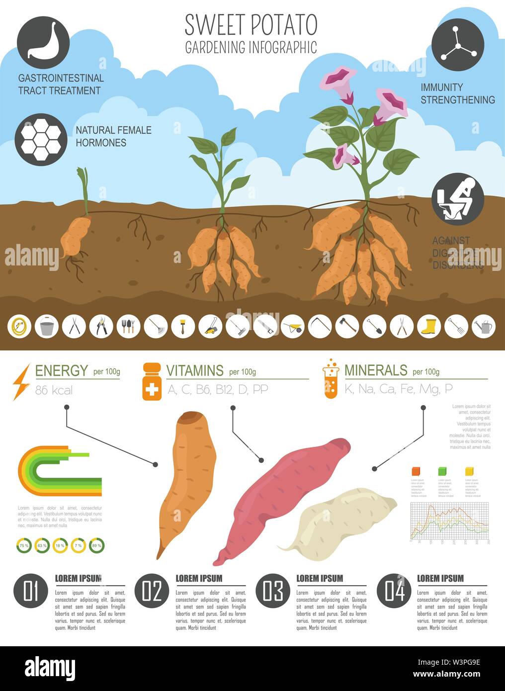 Sweet potato beneficial features graphic template. Gardening, farming ...