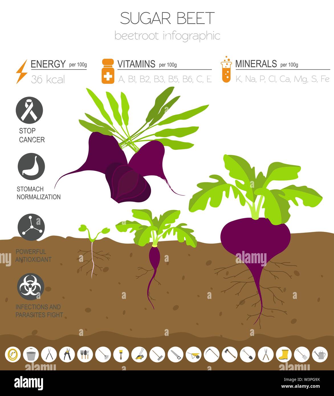 Beetroot beneficial features graphic template. Gardening, farming ...