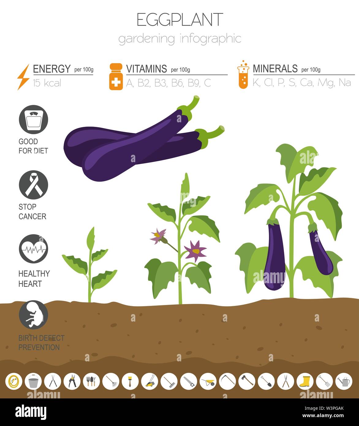 Eggplant beneficial features graphic template. Gardening, farming ...