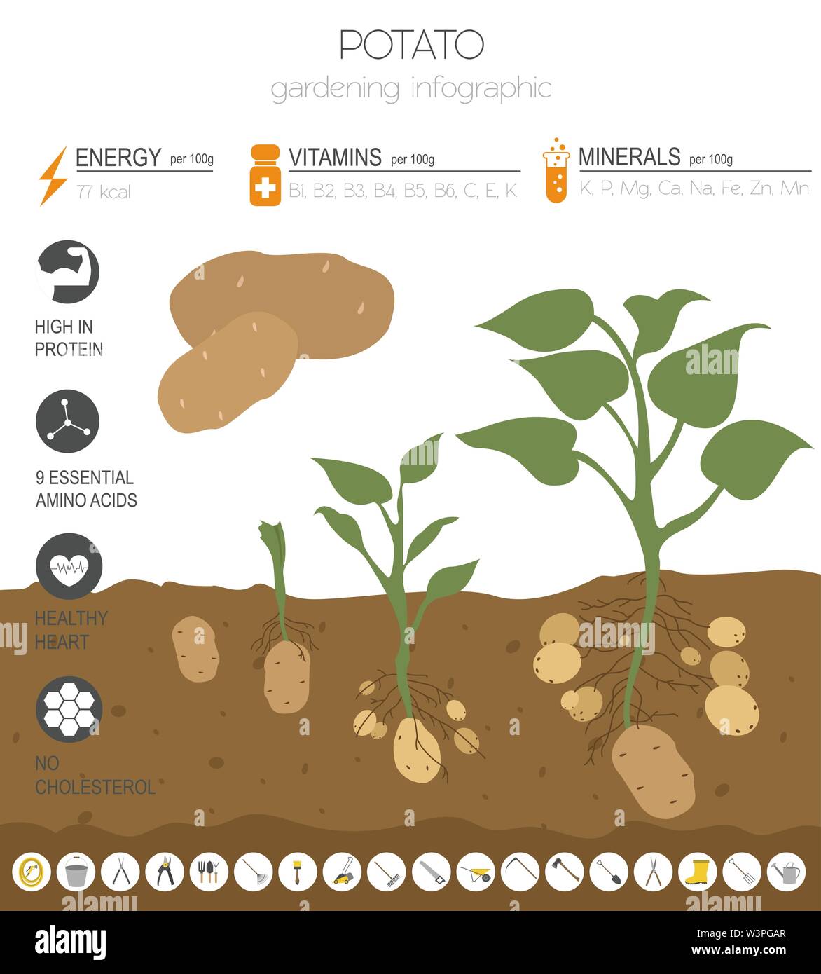 Potato beneficial features graphic template. Gardening, farming ...