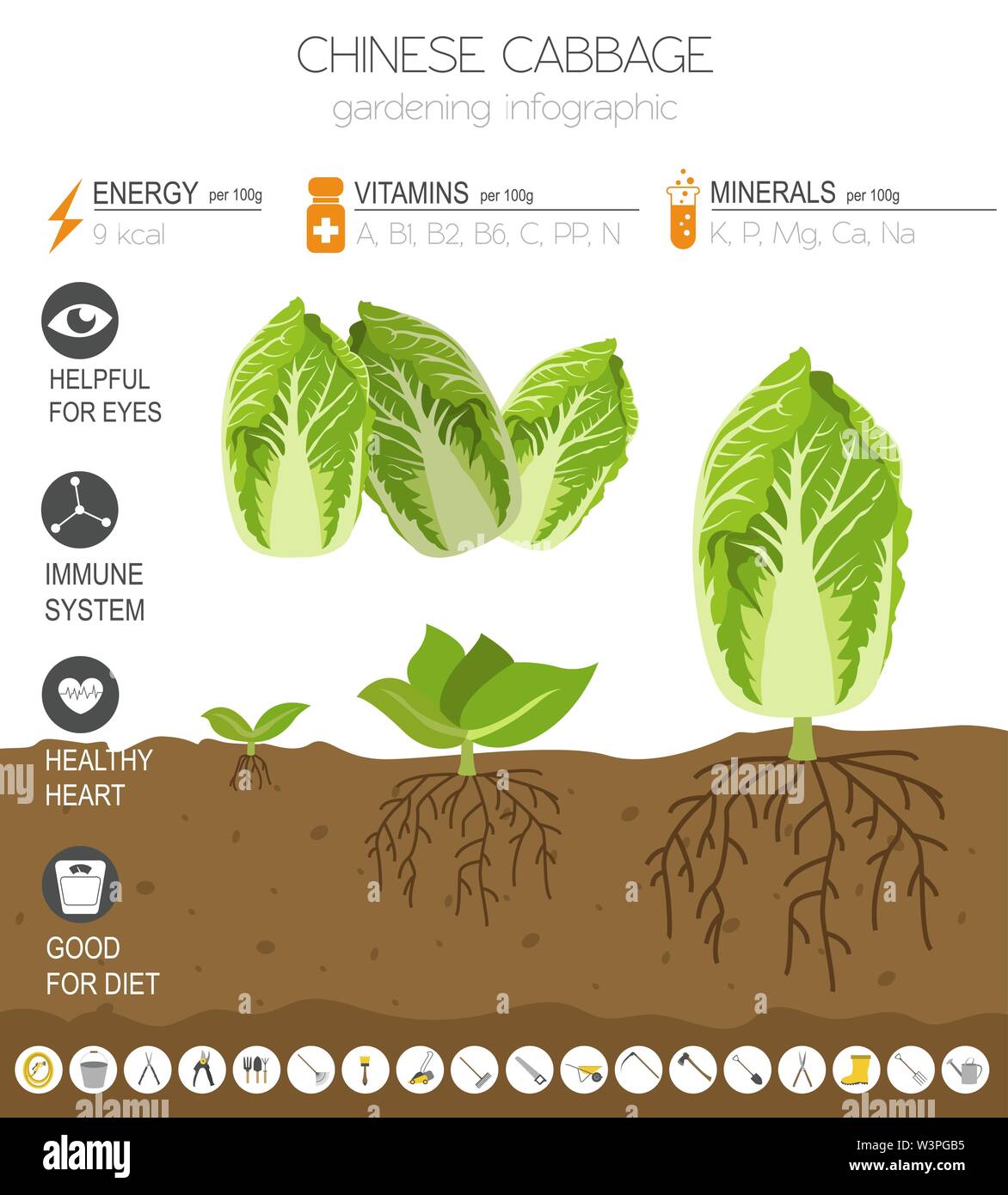 Chinese cabbage beneficial features graphic template. Gardening ...