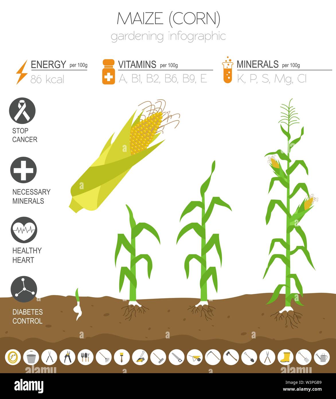 Maize corn beneficial features graphic template. Gardening, farming ...