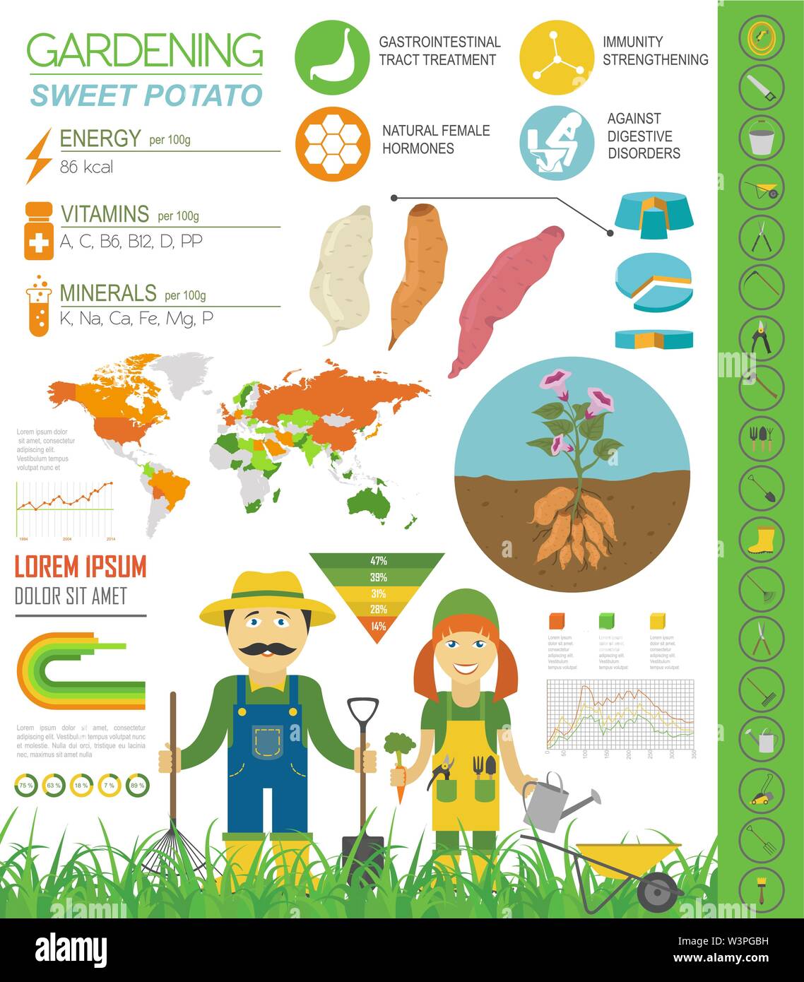 Sweet potato beneficial features graphic template. Gardening, farming ...