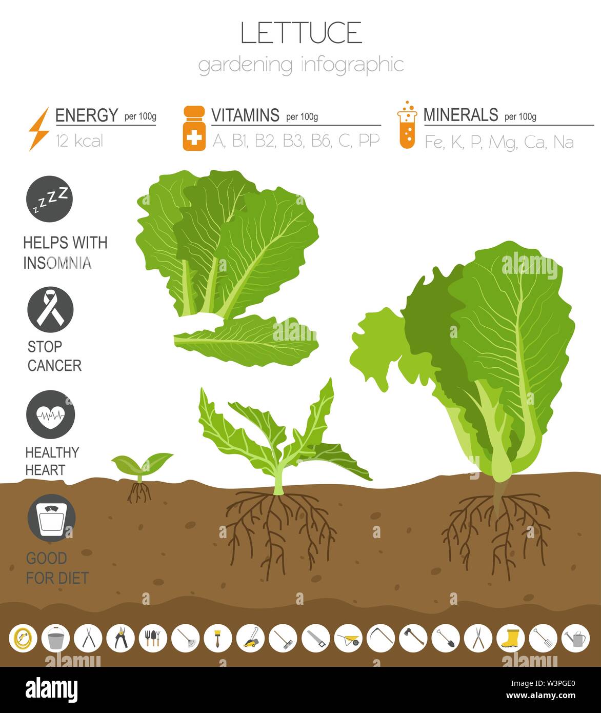 Lettuce beneficial features graphic template. Gardening, farming ...