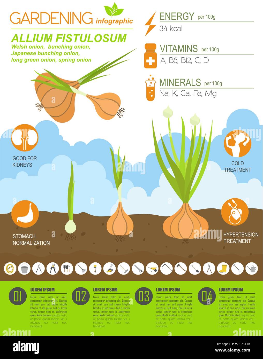 Welsh onion beneficial features graphic template. Gardening, farming ...