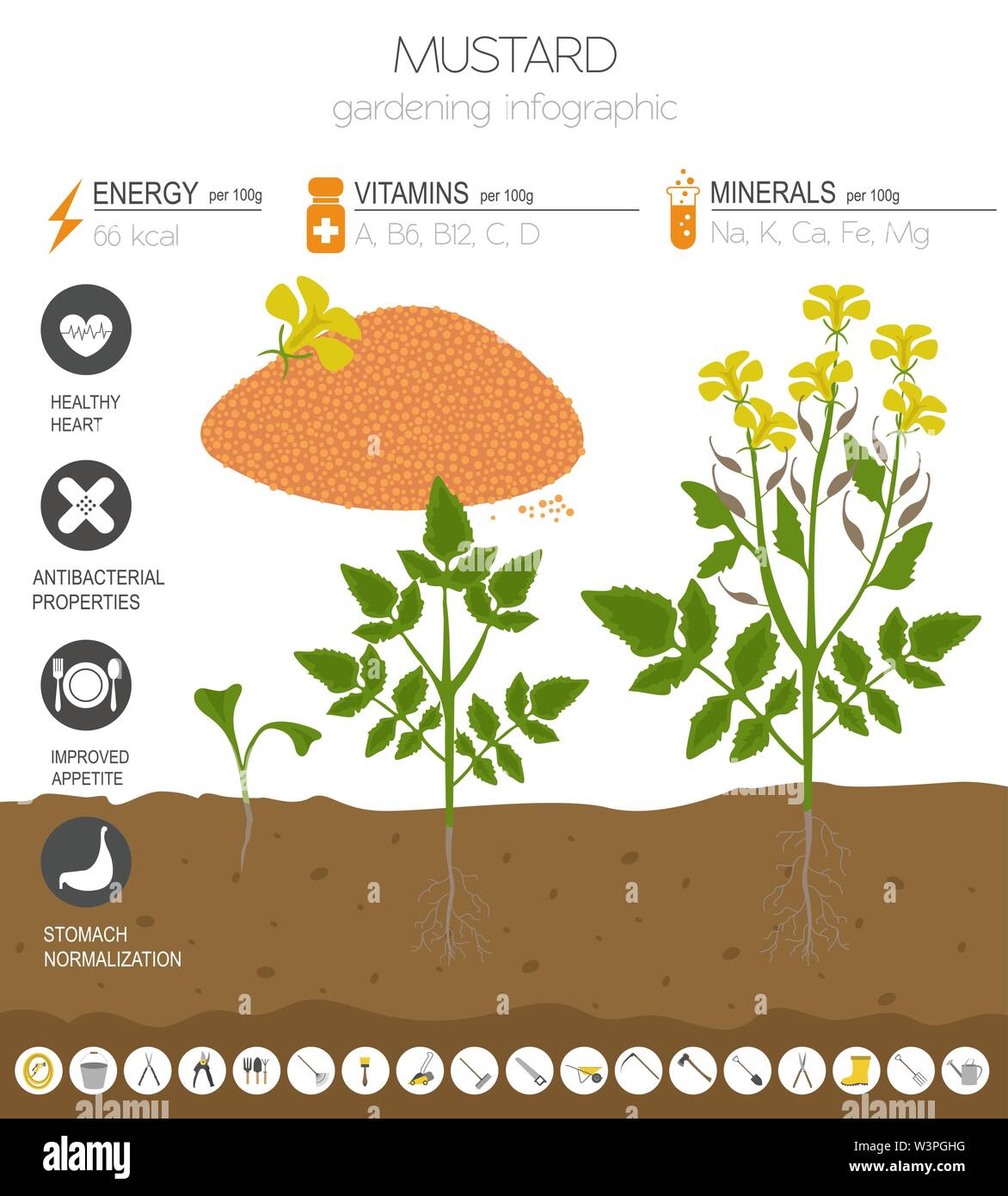 Mustard beneficial features graphic template. Gardening, farming ...