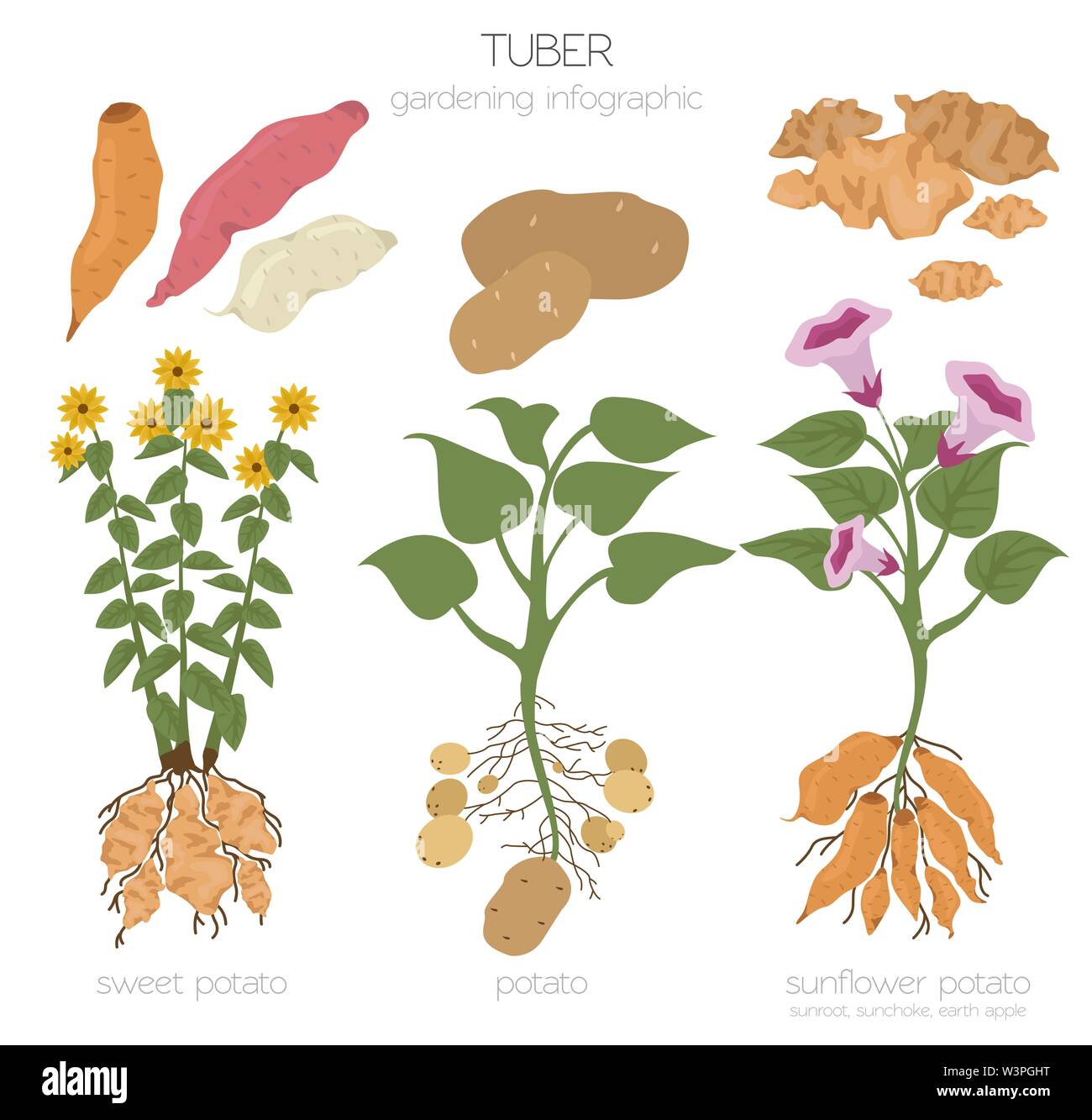 Tuber vegetables potato, sunflower and sweet potato graphic template ...