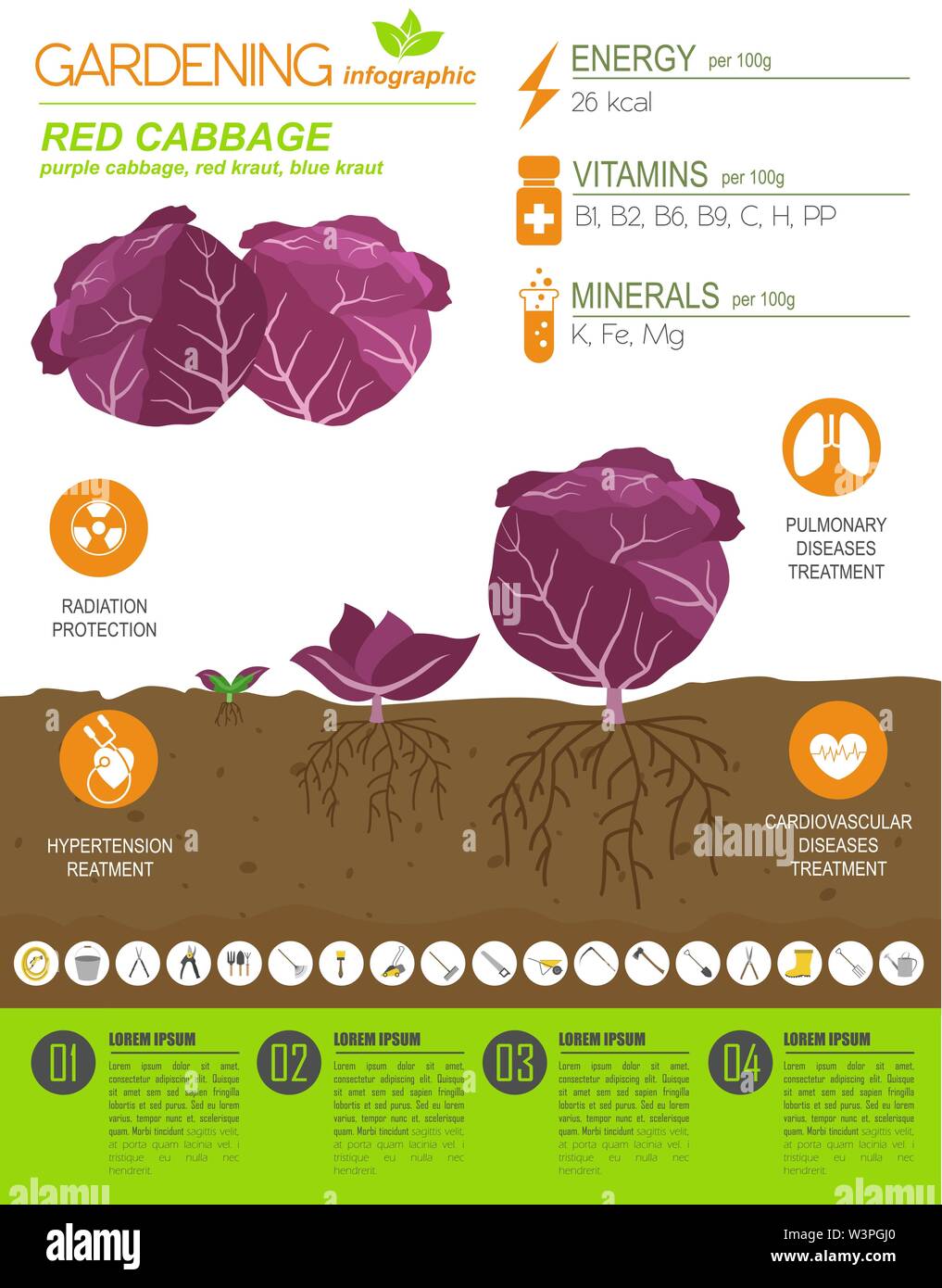 Red cabbage beneficial features graphic template. Gardening, farming ...