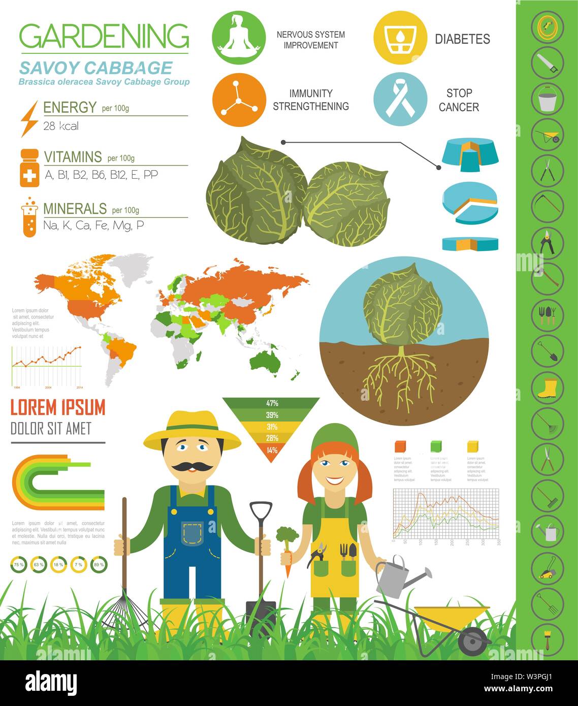 Savoy cabbage beneficial features graphic template. Gardening, farming ...