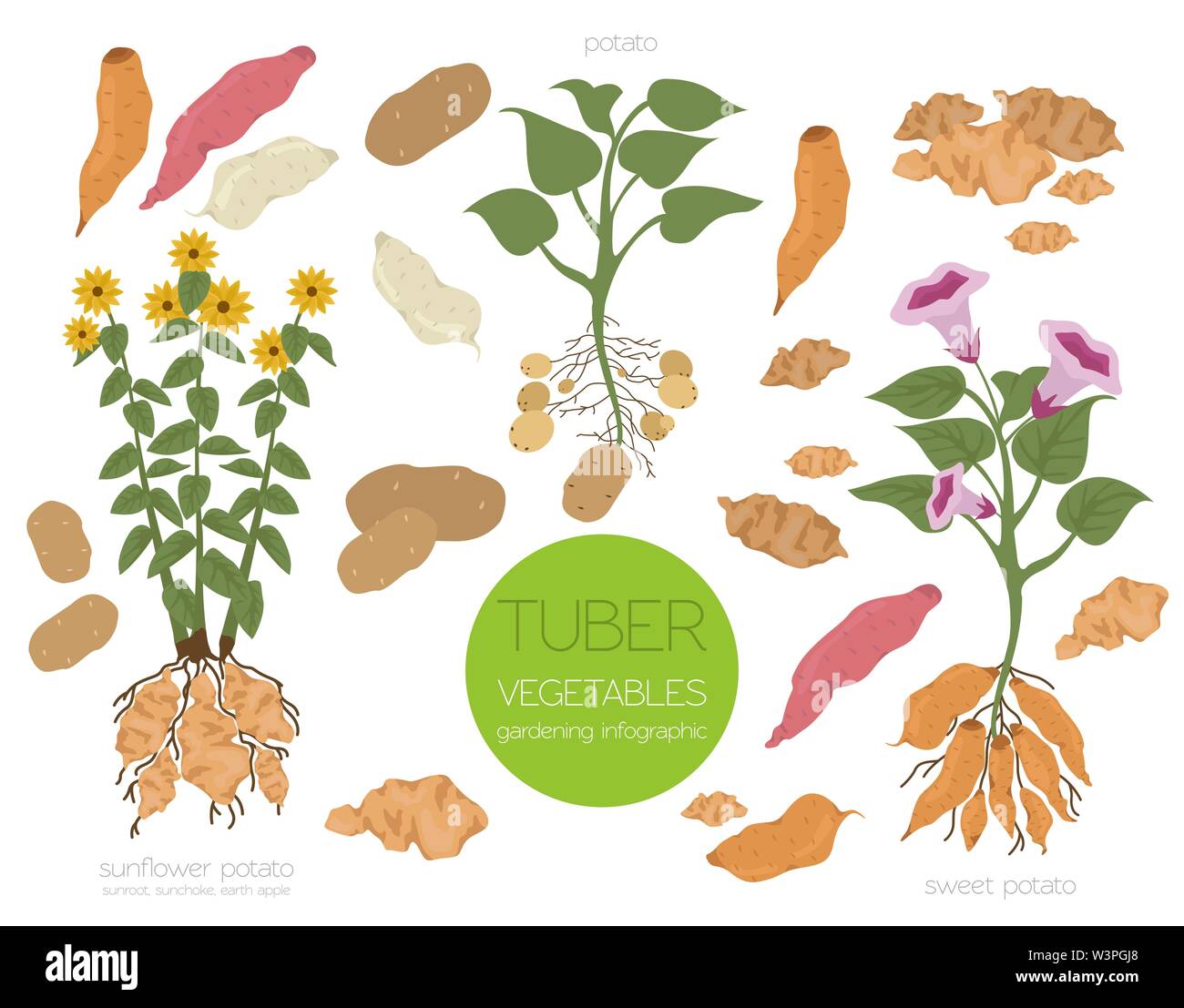 Tuber vegetables potato, sunflower and sweet potato graphic template ...