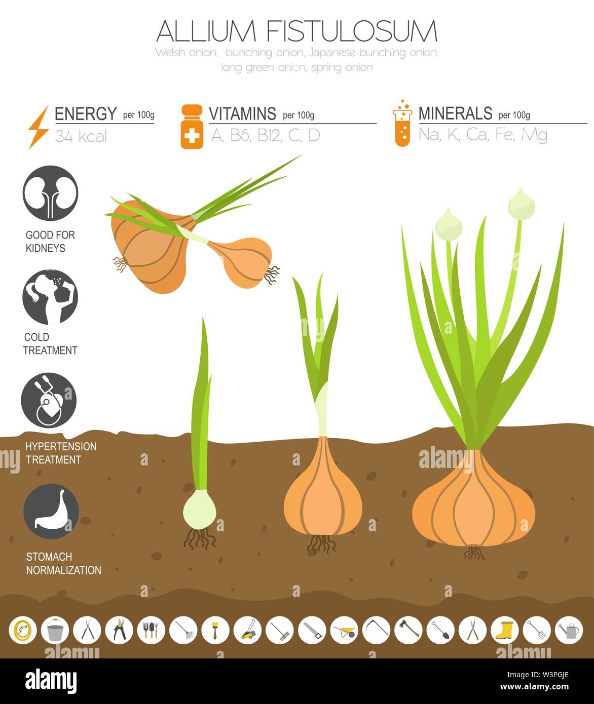 Welsh onion beneficial features graphic template. Gardening, farming ...