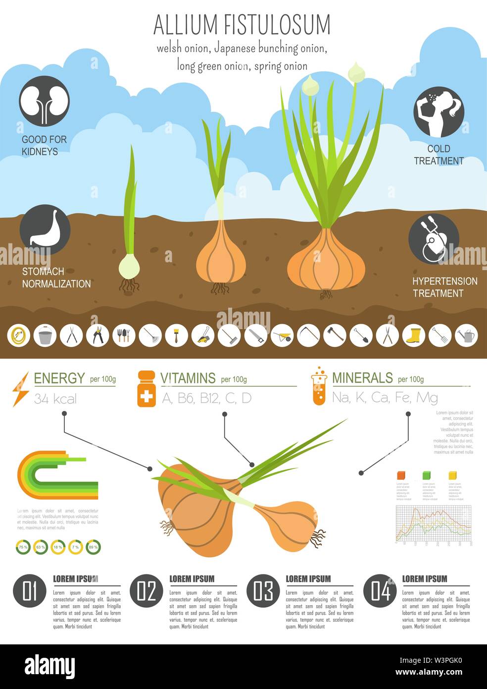 Welsh onion beneficial features graphic template. Gardening, farming ...