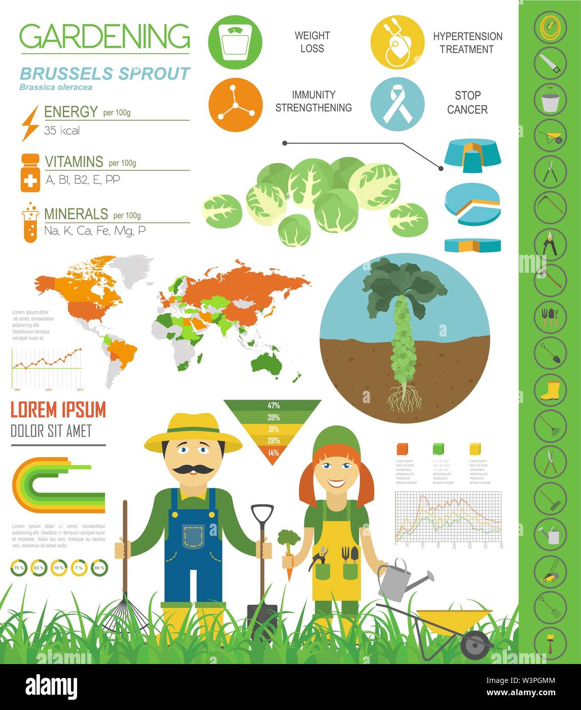 Brussels sprout cabbage beneficial features graphic template. Gardening ...