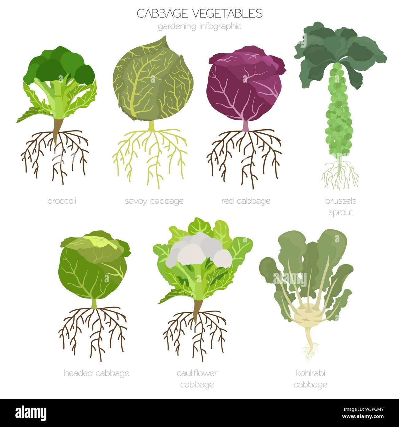 Cabbage beneficial features graphic set. Gardening, farming infographic ...
