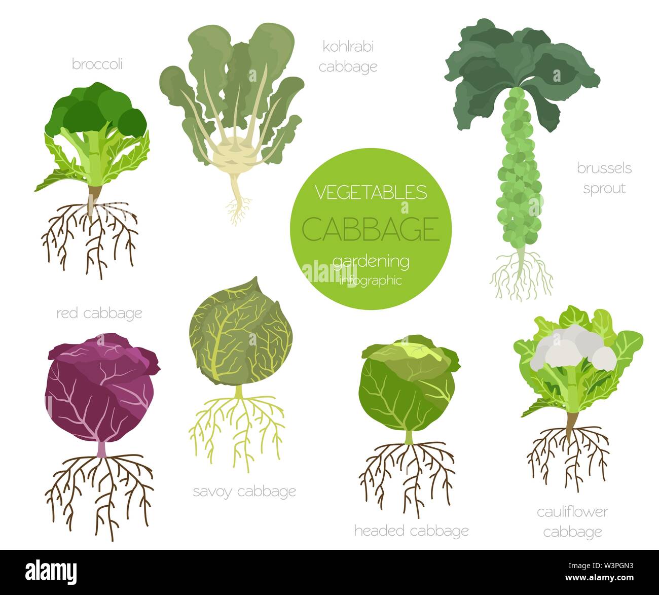 Cabbage beneficial features graphic set. Gardening, farming infographic ...