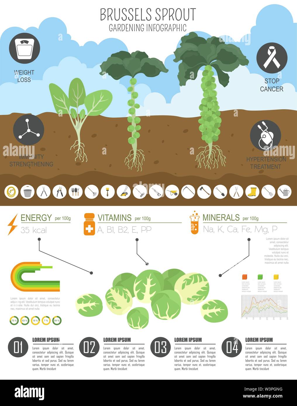 Brussels sprout cabbage beneficial features graphic template. Gardening ...