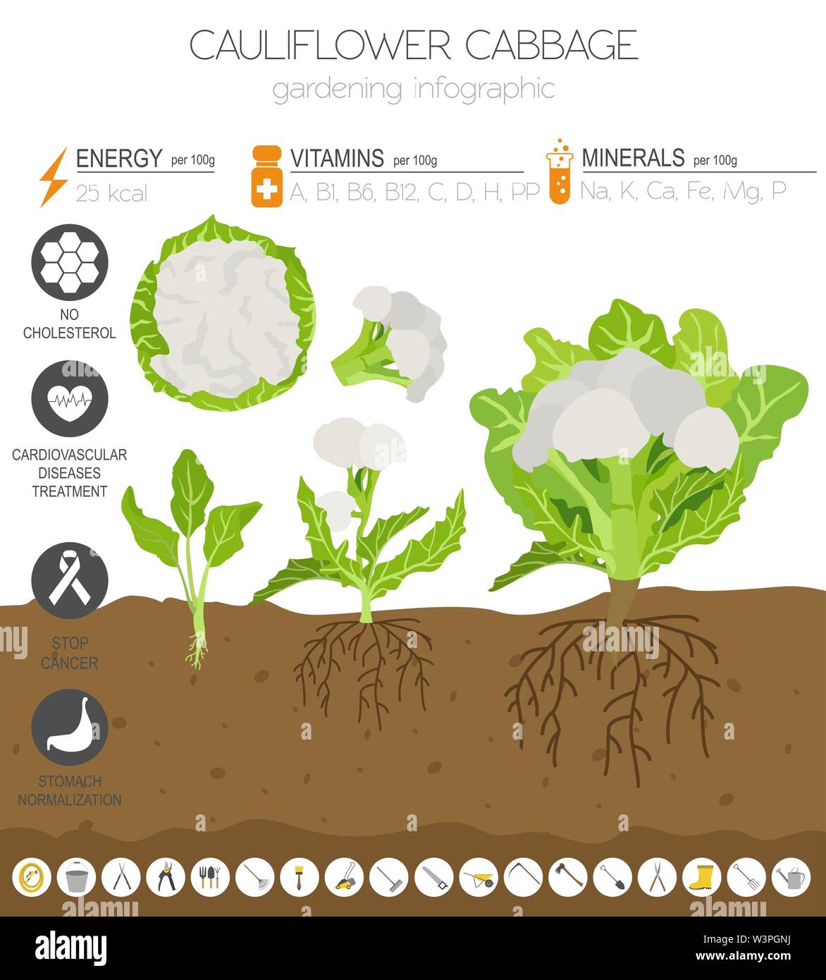Cauliflower cabbage beneficial features graphic template. Gardening ...