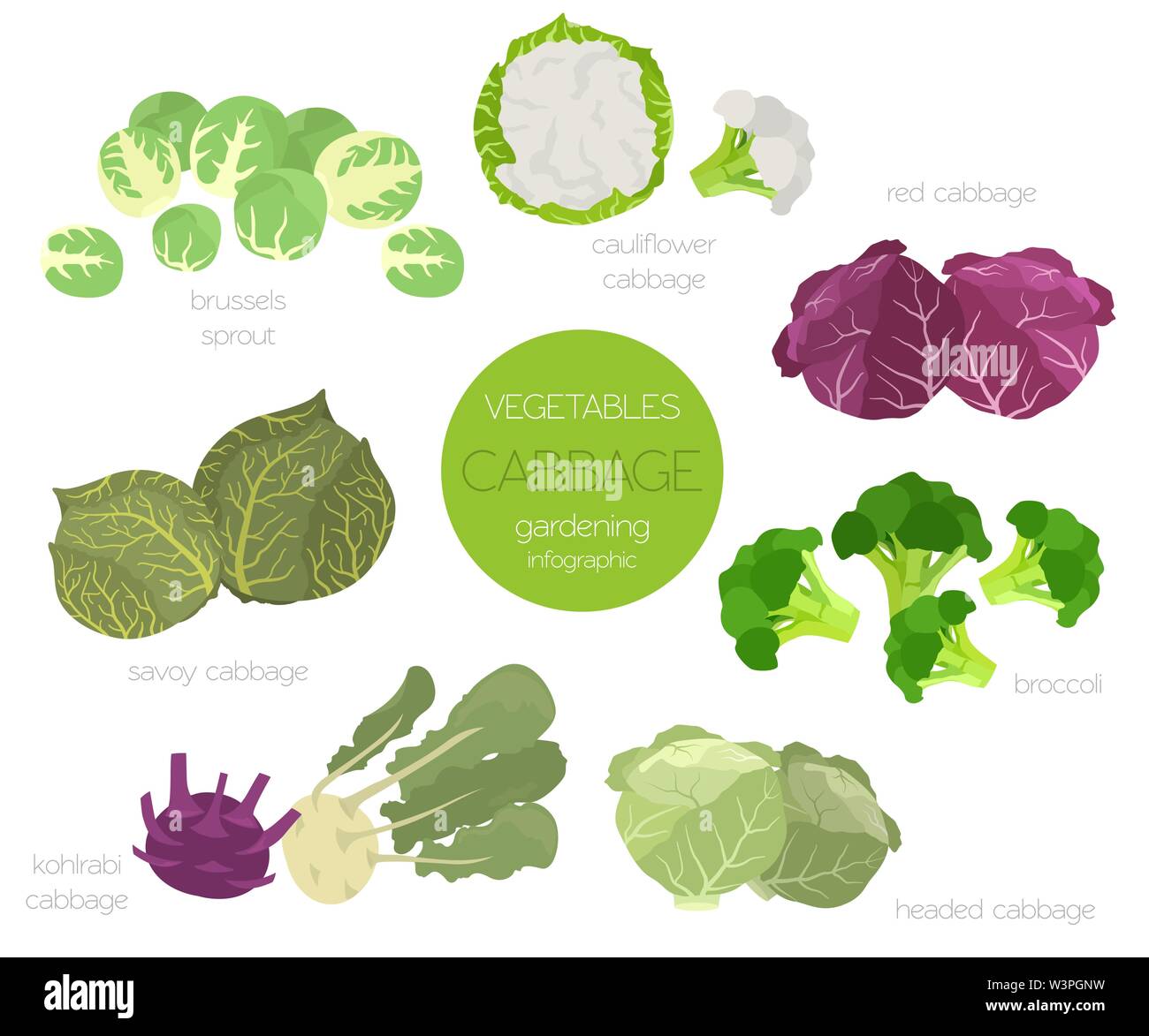 Cabbage beneficial features graphic set. Gardening, farming infographic ...