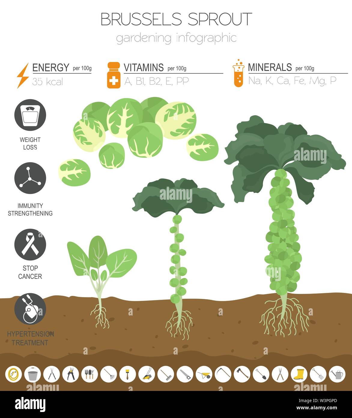Brussels sprout cabbage beneficial features graphic template. Gardening ...