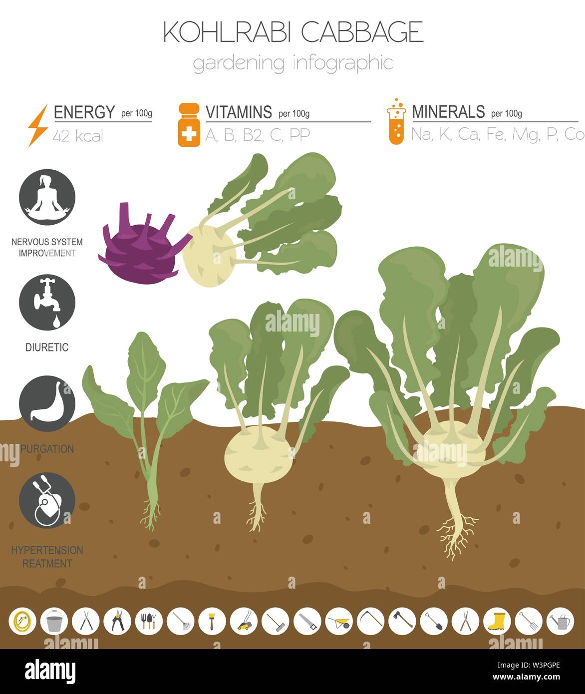 Kohlrabi, cabbage turnip beneficial features graphic template ...