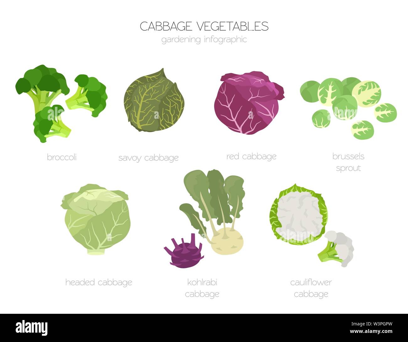 Cabbage beneficial features graphic set. Gardening, farming infographic ...