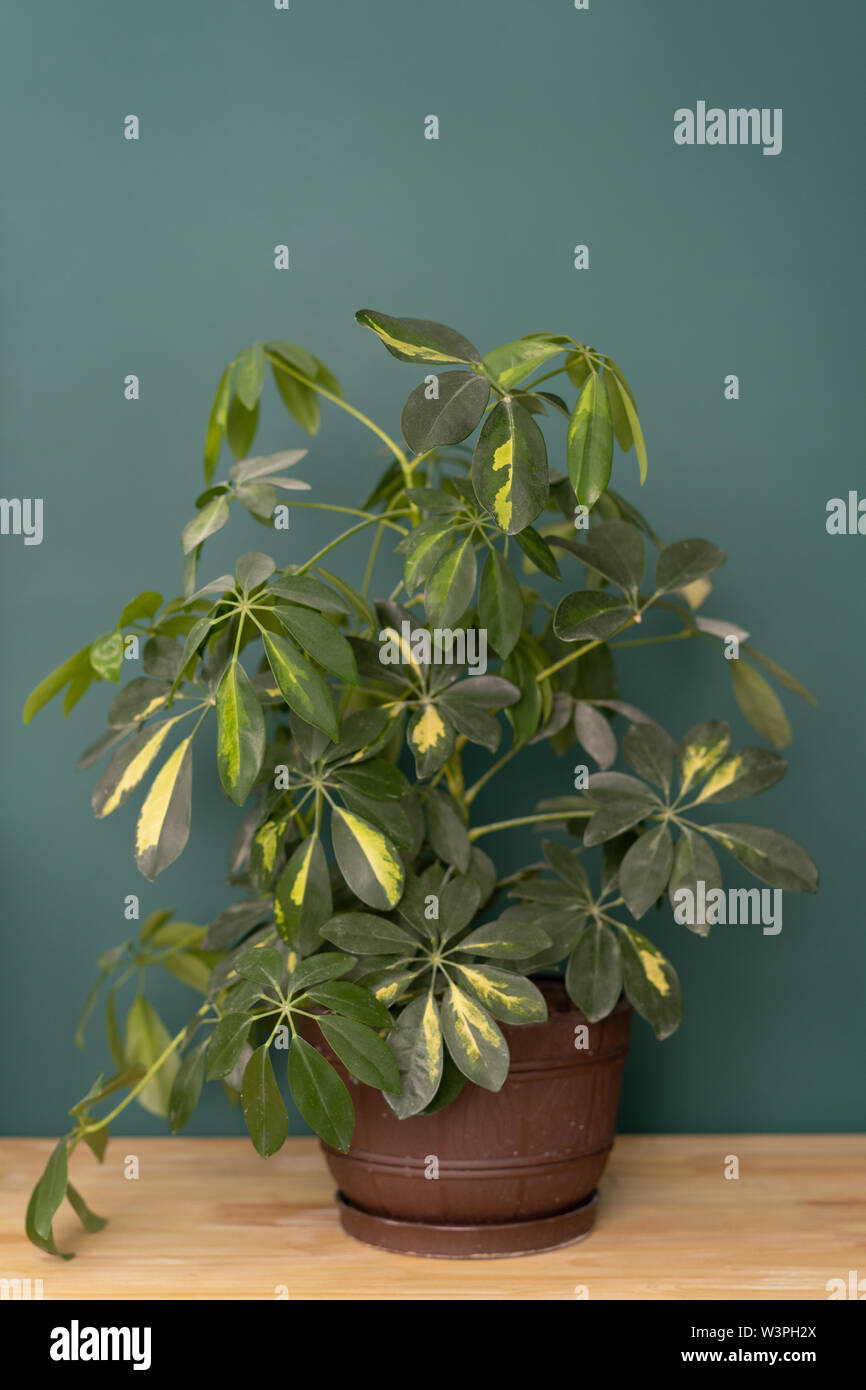 indoor plant in the interior - Schefflera on a wooden tabletop against ...