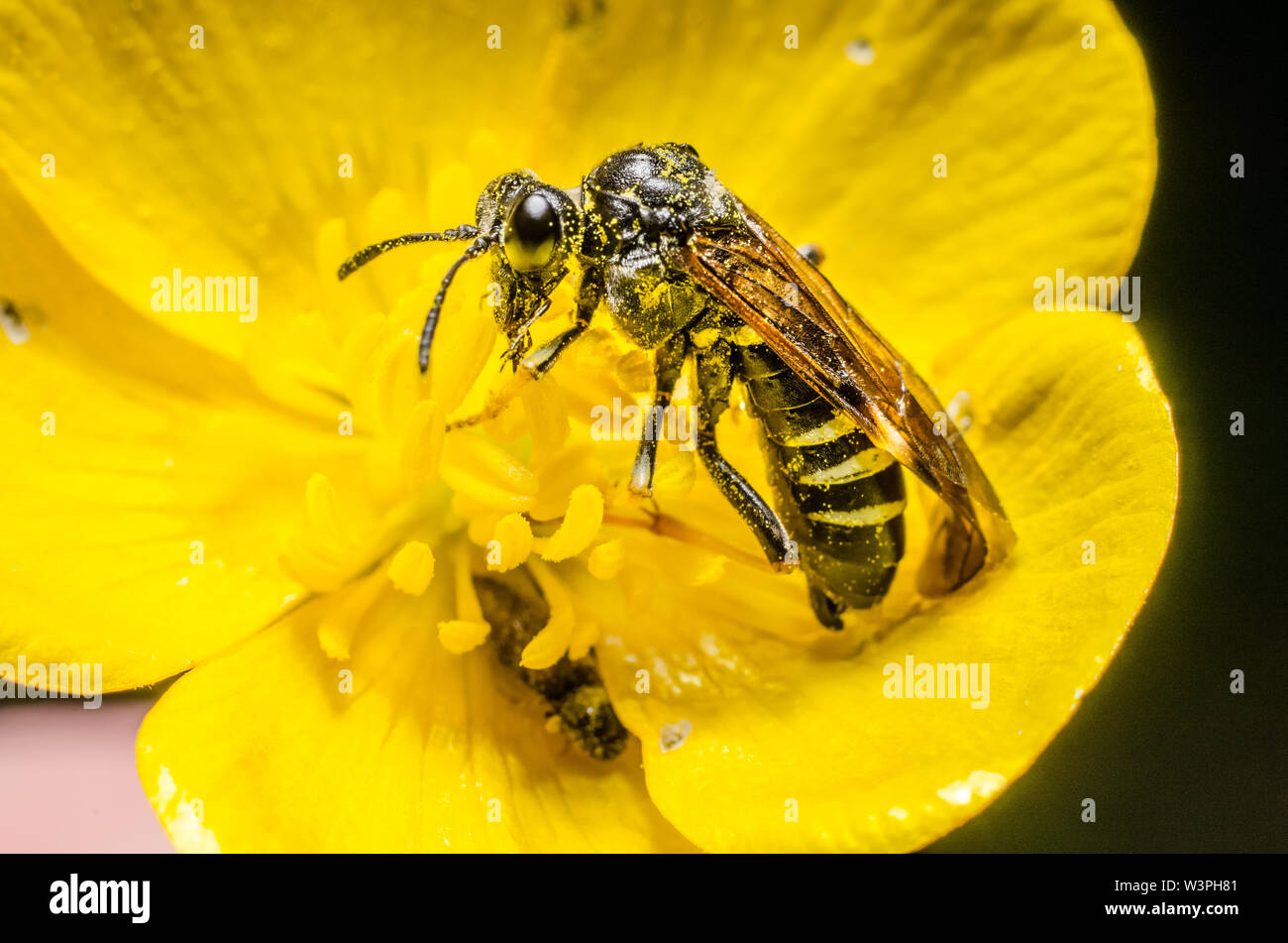 Hymenoptera, wasp insect in a yellow flower Stock Photo - Alamy