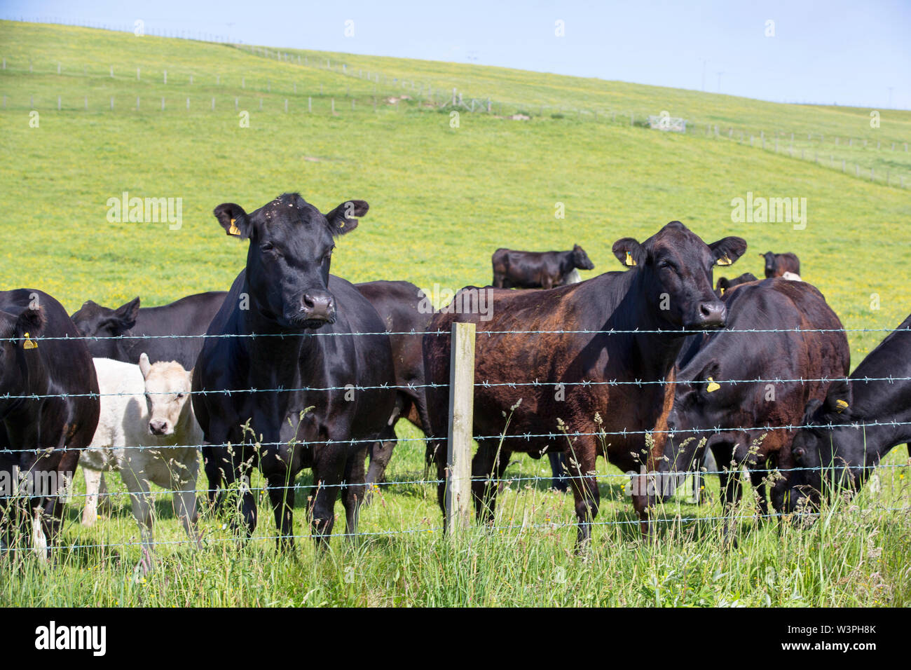 Beef Cow Orkney Cattle High Resolution Stock Photography and Images - Alamy