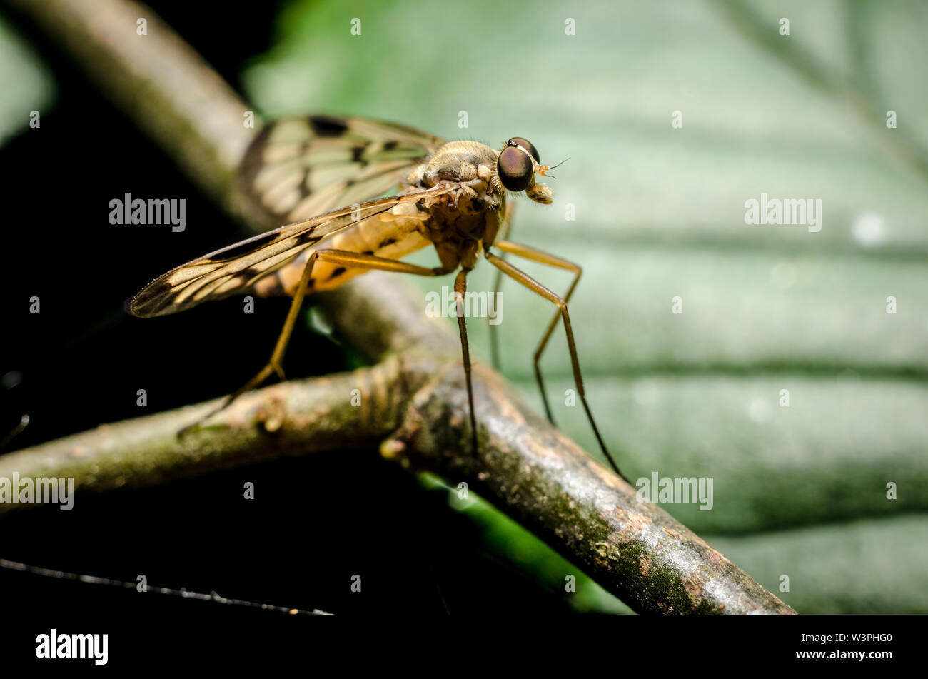 Rhagio mystaceus, common snipe fly, downlooker snipefly Stock Photo - Alamy