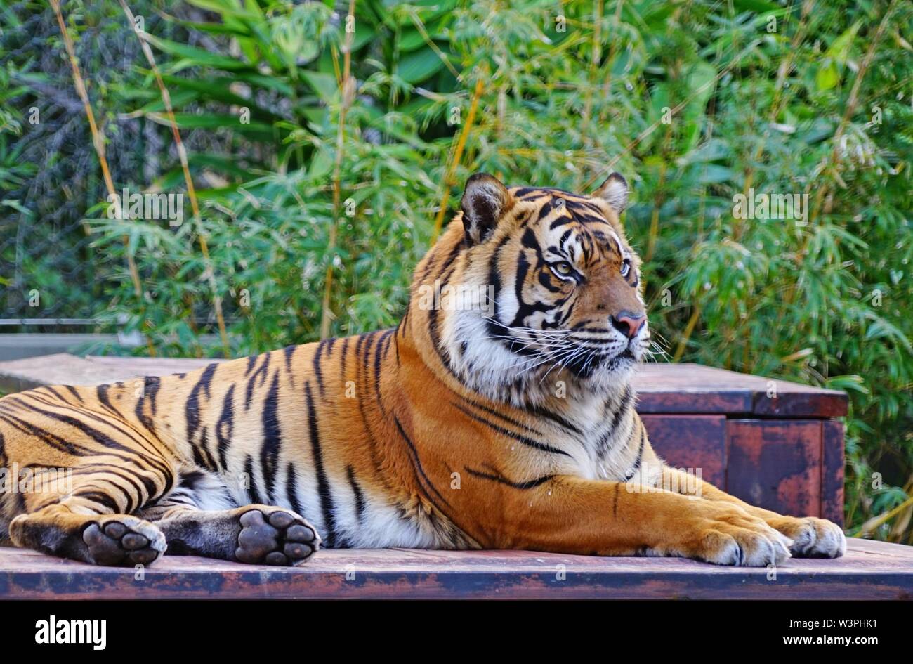 SYDNEY, AUSTRALIA -16 JUL 2018- View of a live tiger at the Tiger Trek ...