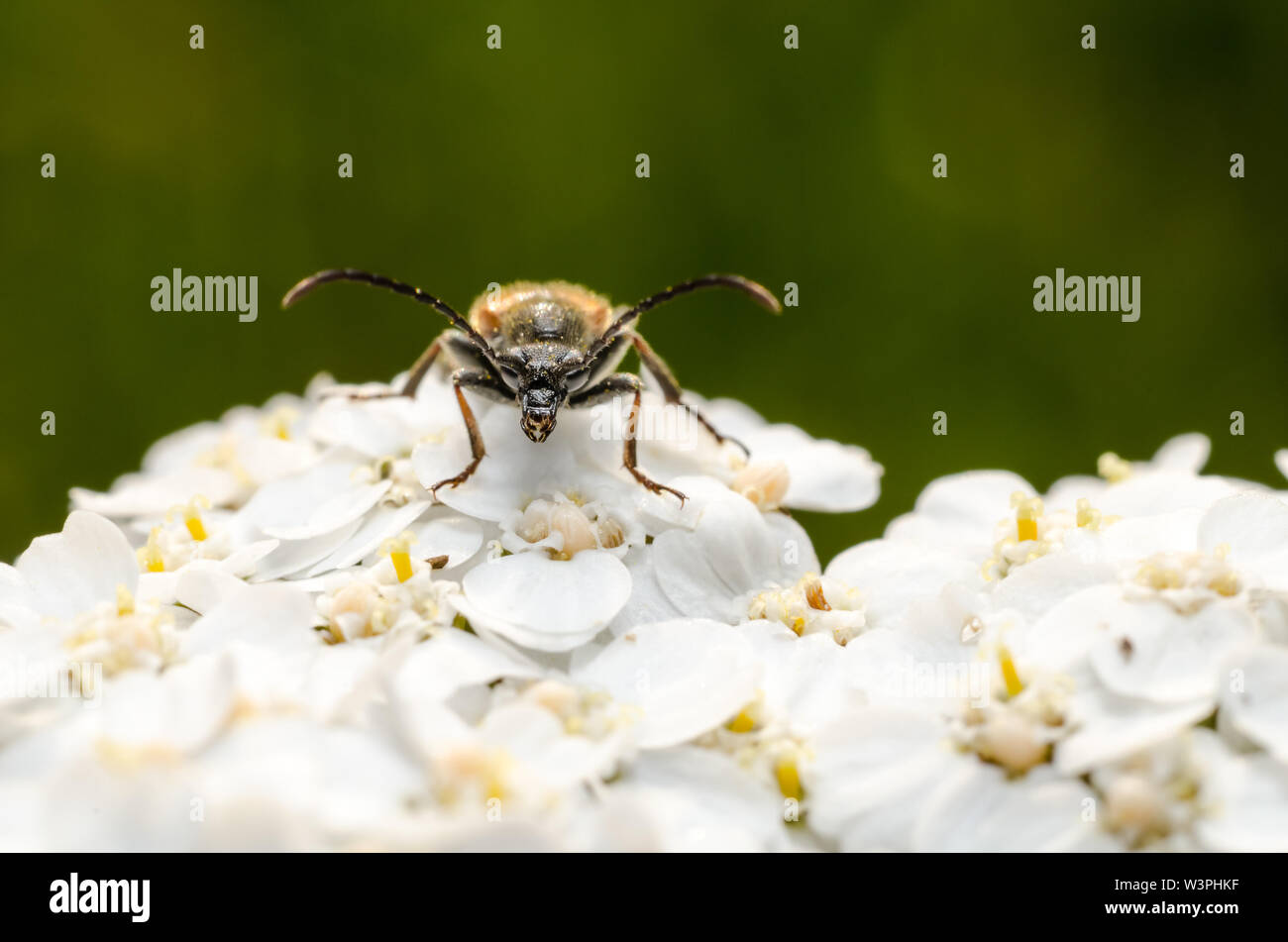 Small insect in nature hi-res stock photography and images - Alamy