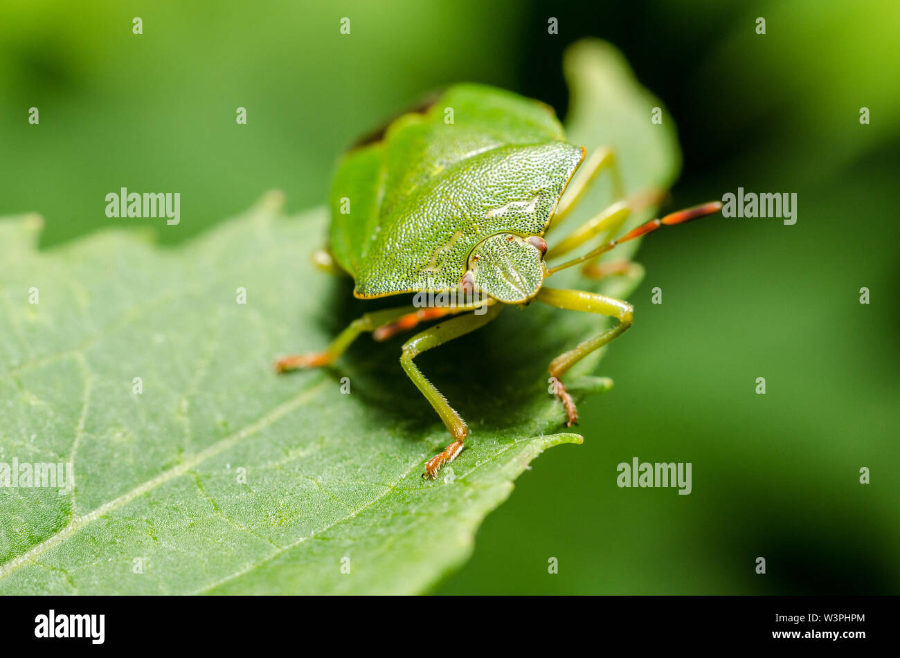 Forest shield bug hi-res stock photography and images - Alamy