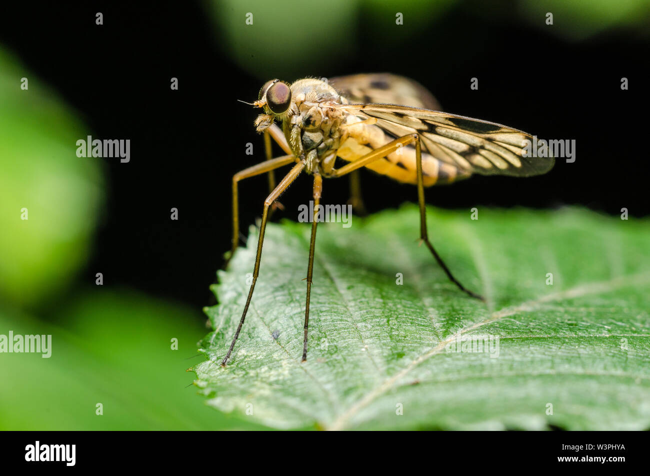 Rhagio mystaceus, common snipe fly, downlooker snipefly Stock Photo - Alamy