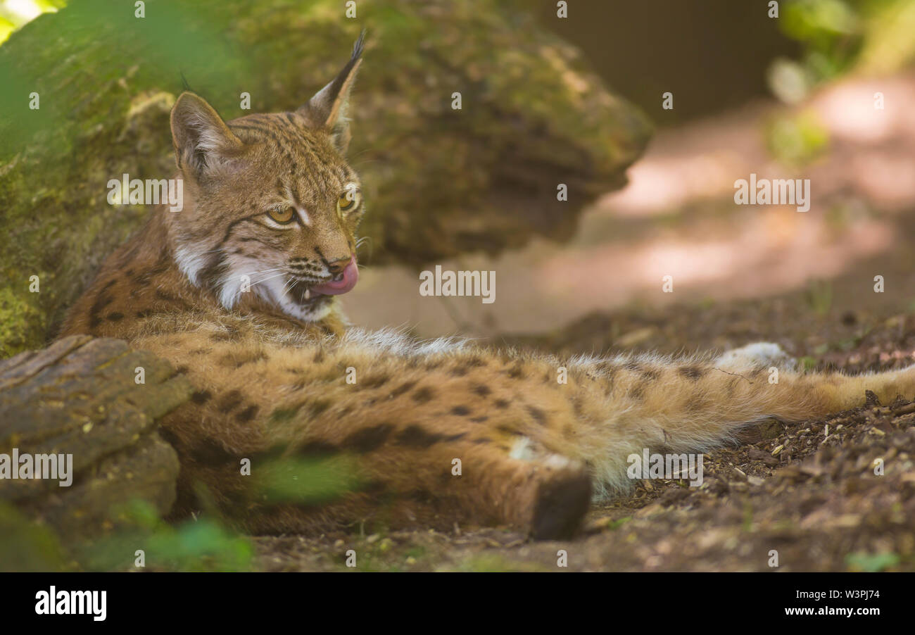 Portrait of furry Eurasian lynx having rest on forest ground in nature ...