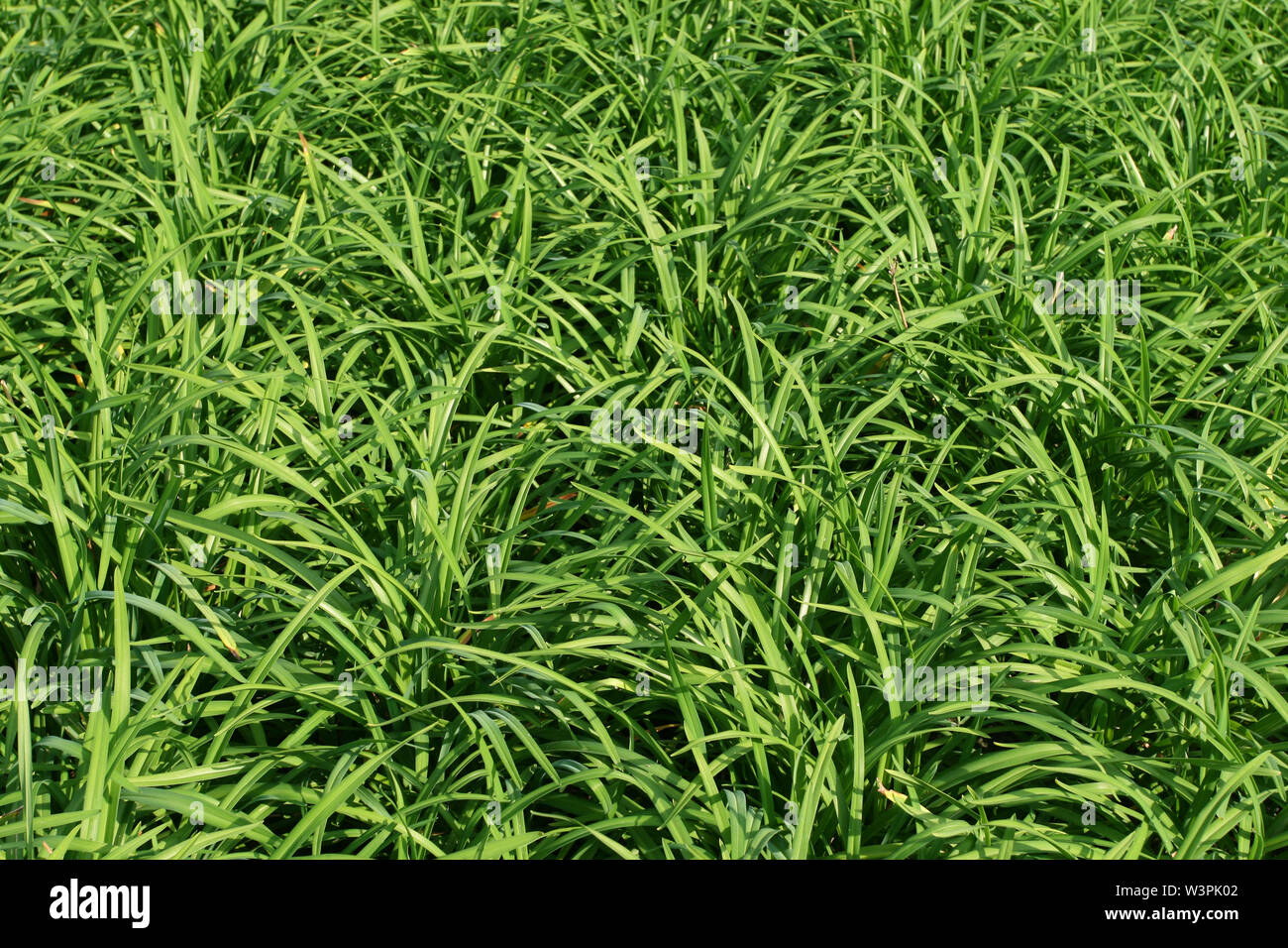 Long green grass in garden. Spring background Stock Photo - Alamy