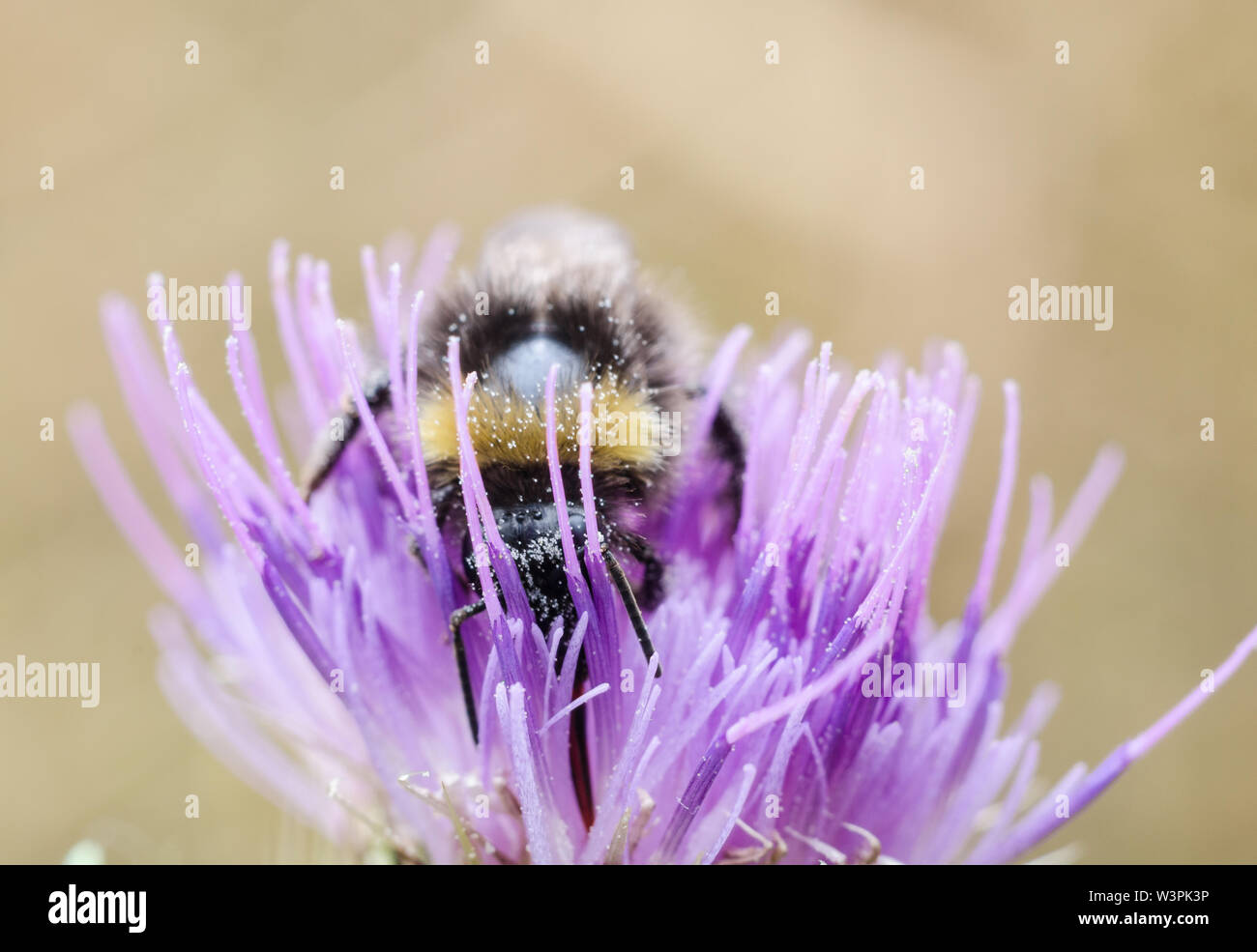 Close up photograph bumblebee hi-res stock photography and images - Alamy