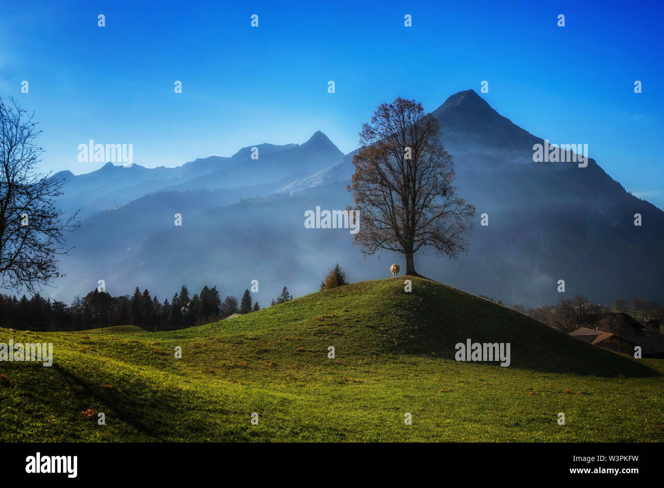 Under a big tree hi-res stock photography and images - Alamy
