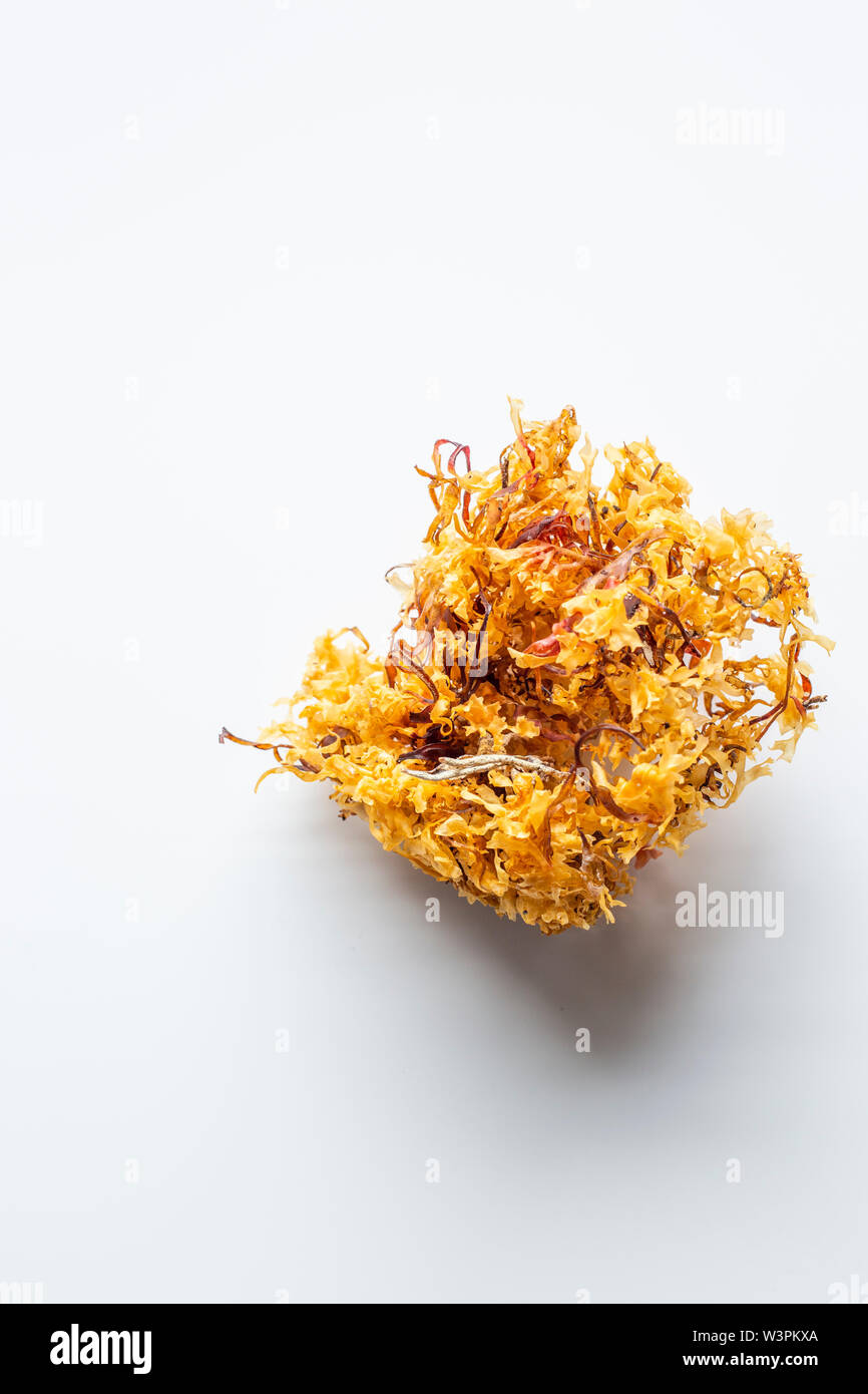 Carrageen Moss or Irish Seaweed Stock Photo - Alamy