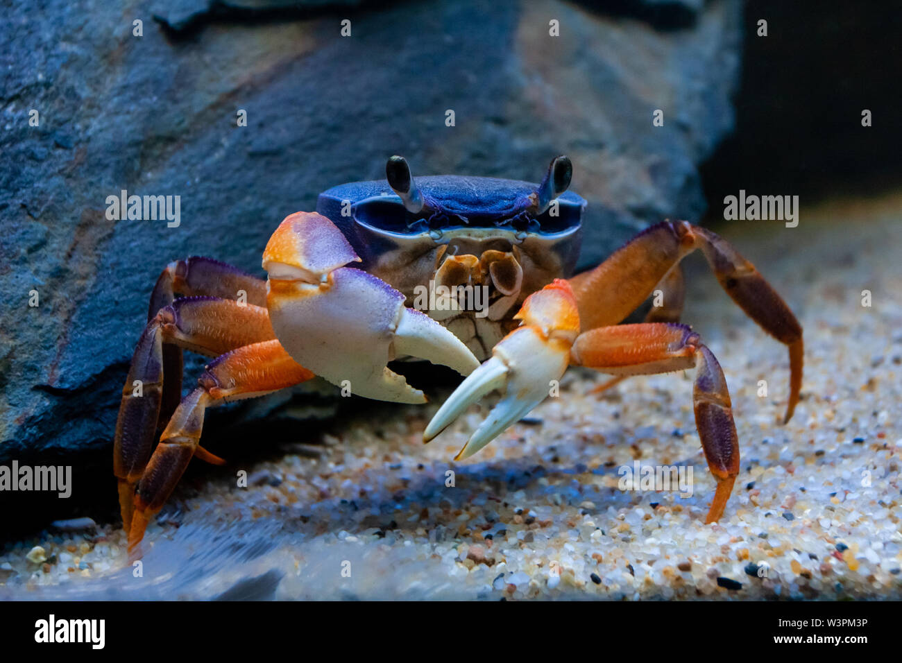 Coral Reef Crab