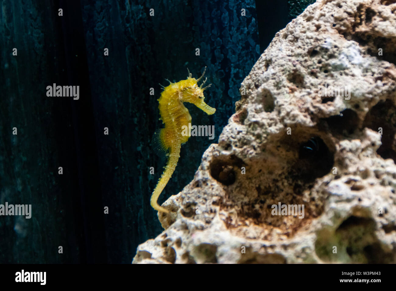 Underwater closeup picture of the Seahorse fish in the ocean coral reef ...