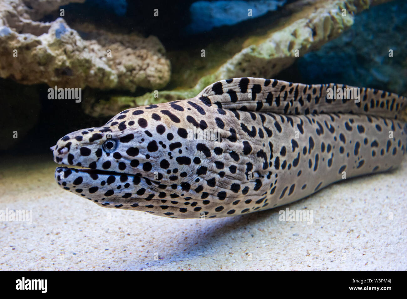 Underwater closeup picture of the dangerous Muraena ( moray eel ) fish ...