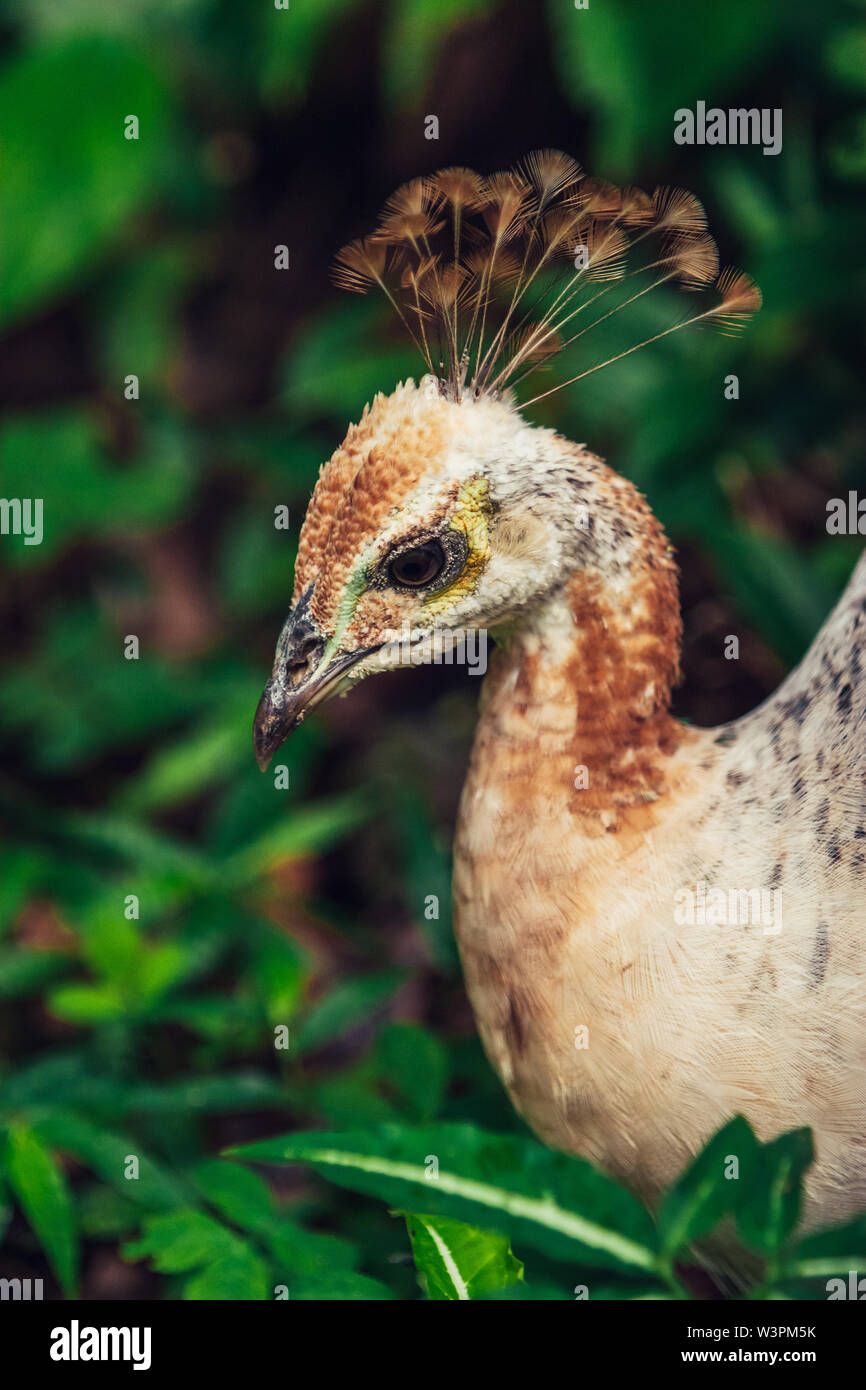 Female peacock hi-res stock photography and images - Alamy