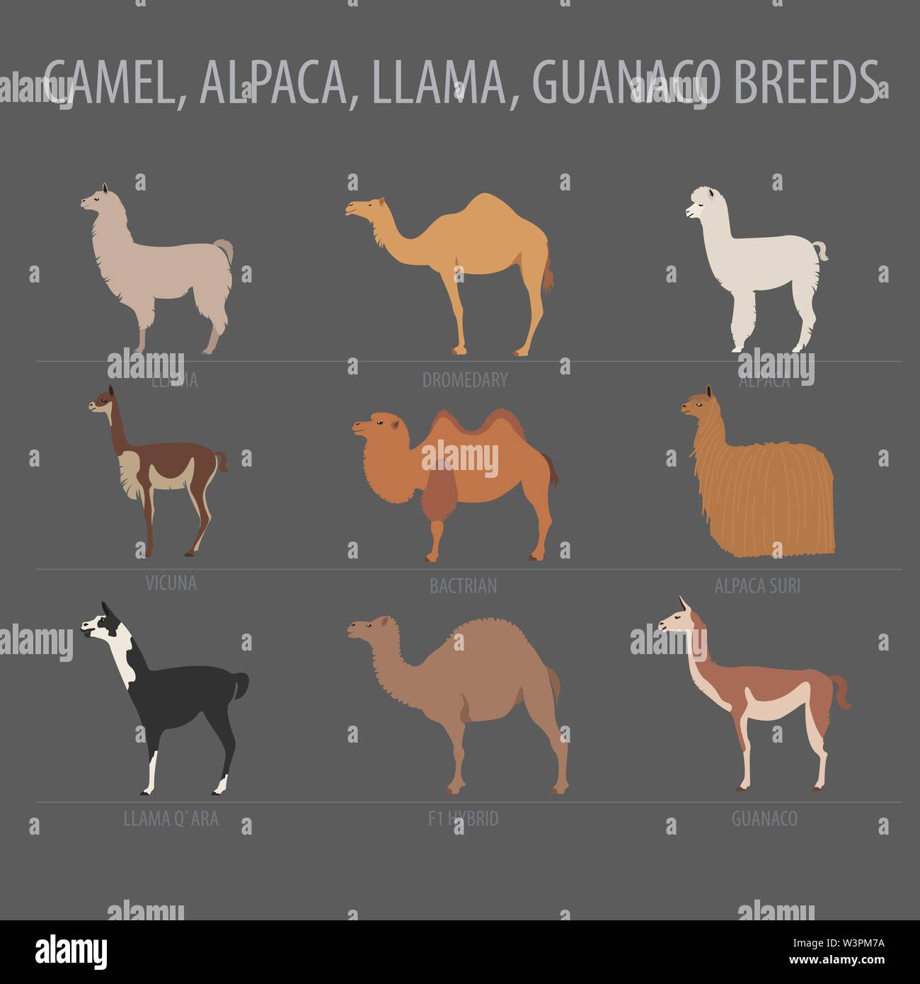 Camel, llama, guanaco, alpaca breeds icon set. Animal farming. Flat ...