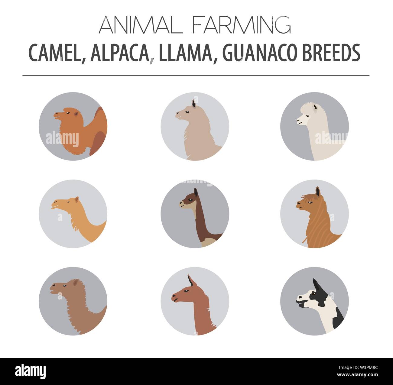 Camel, llama, guanaco, alpaca breeds icon set. Animal farming. Flat ...