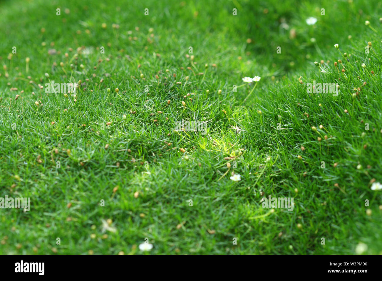 Very short carpet green grass with small flowers Stock Photo - Alamy
