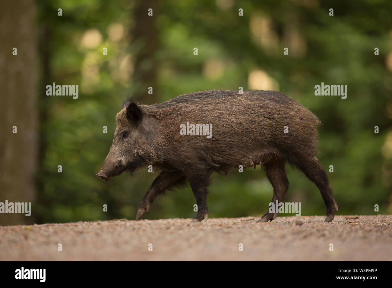 Close up large wild boar Sus scrofa swine calm female walking on the ...