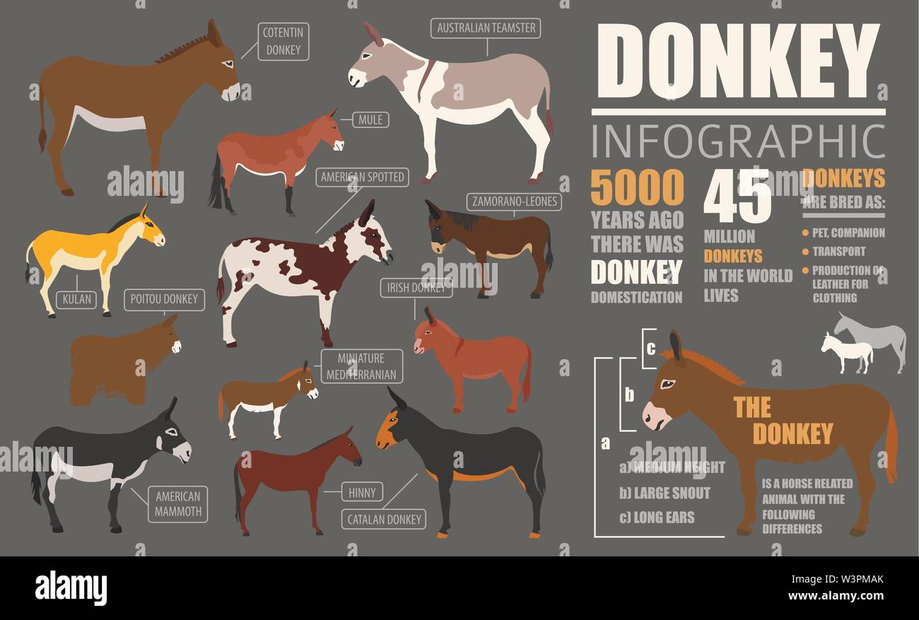 donkey; farming; infographic; illustration; graphic; template; info ...