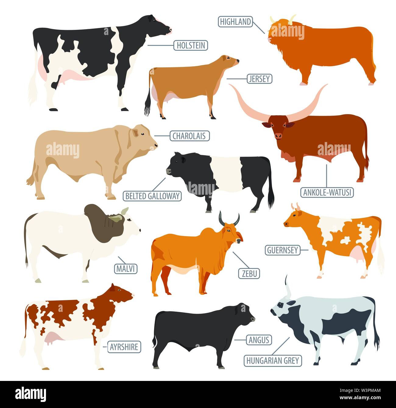 Belted galloway cattle Stock Vector Images - Alamy